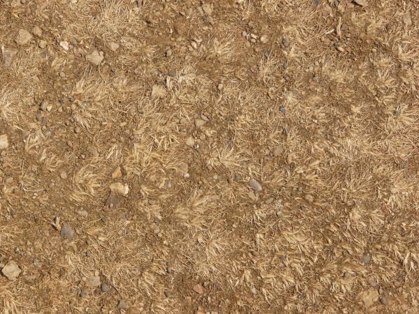 thick brown grass texture 0017 - Texturelib
